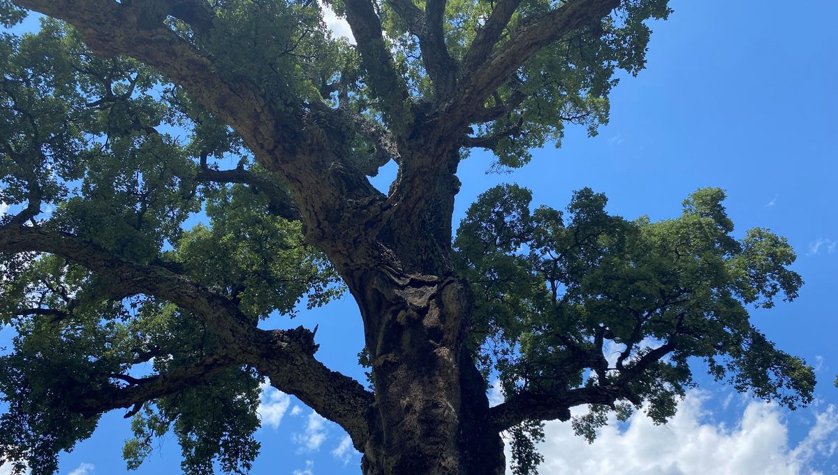 Guinness World Records 2024 - Le plus grand chêne-liège du monde, haut ...
